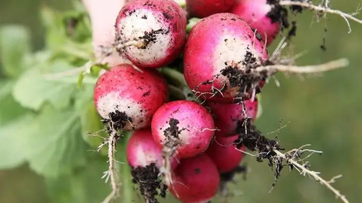 Dicas de como plantar rabanetes – Dicas Para Nossa Casa