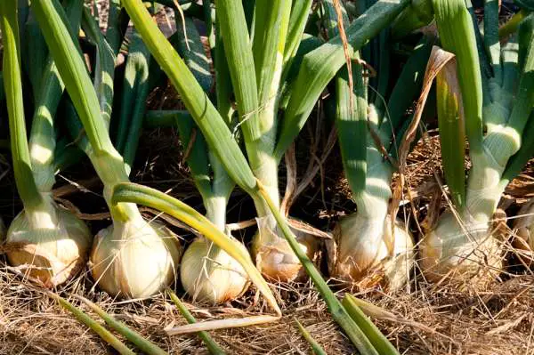 Cultivando cebolas – dicas sobre como cultivar cebolas – Dicas Para ...