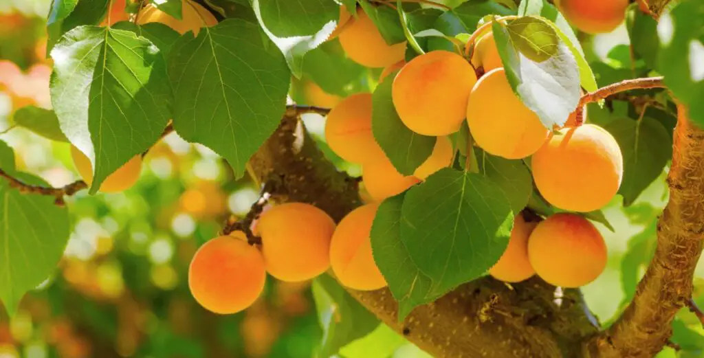 Como crescer uma árvore de damasco a partir de um caroço de damasco ...