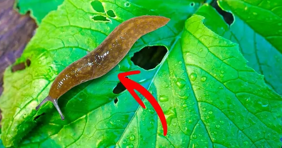 Como se livrar de lesmas que atacam as plantas? Eles não vão voltar ...