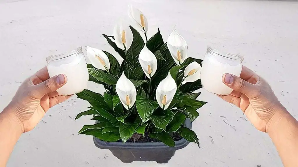 Calla saudável e luxuriante com um punhado deste ingrediente: nunca ...