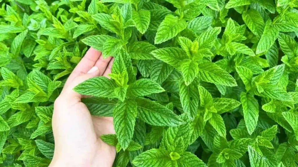 Menta sempre fresca e exuberante, mas apenas se você plantá-la neste ...