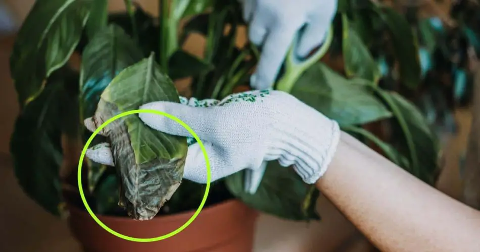 Planta seca, como fazer ressurgir em poucos dias: este ingrediente é ...