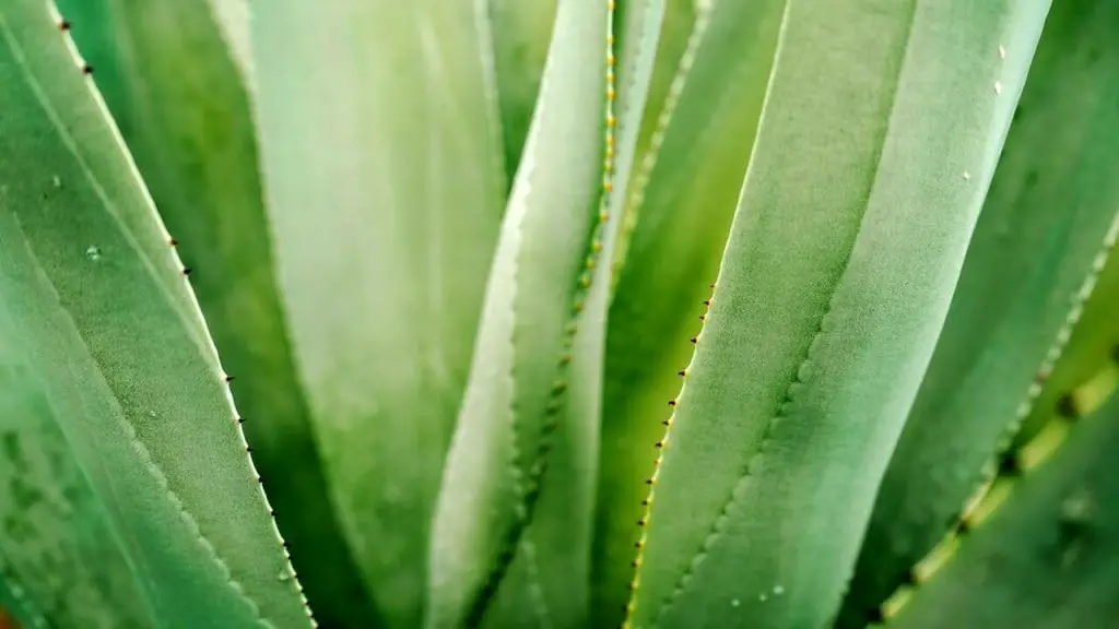 Como cultivar aloe vera e ter uma planta maravilhosa em mãos – Dicas ...