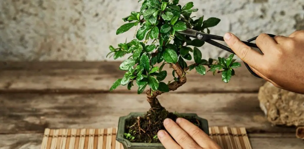 Dominando a arte de cuidar do bonsai: dicas e truques para o ...