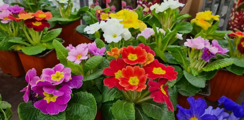 As 5 plantas perenes com flores essenciais para um deslumbrante jardim ...