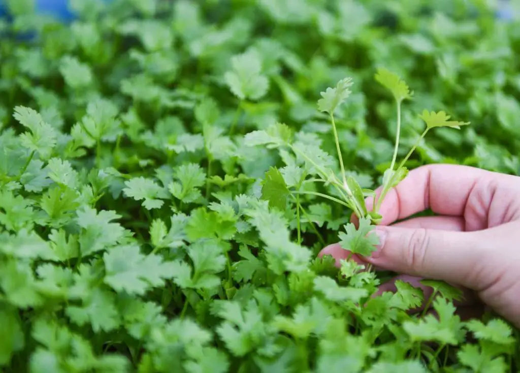 Coentros: uma erva muito aromática para cultivar em casa – Dicas Para ...