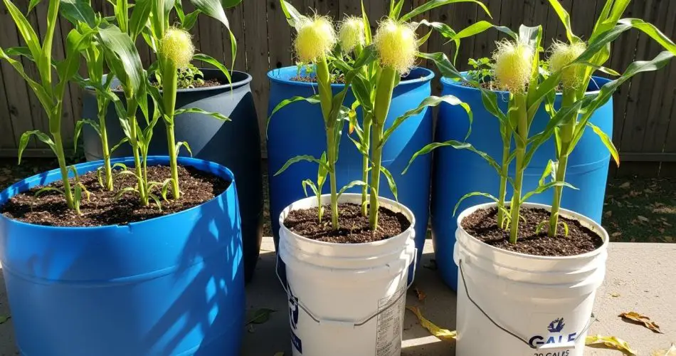O segredo para cultivar milho grande e abundante em recipientes de ...